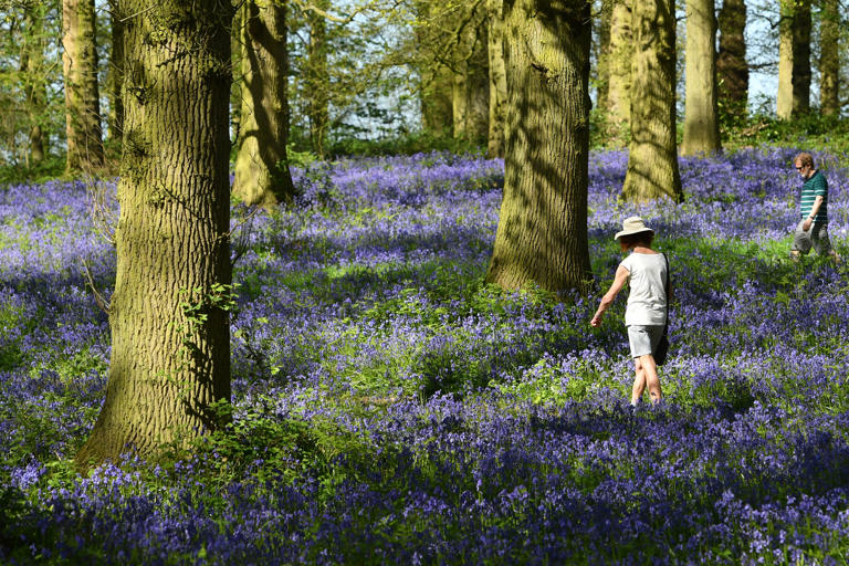 12 of the best places to see spring blossom in the UK