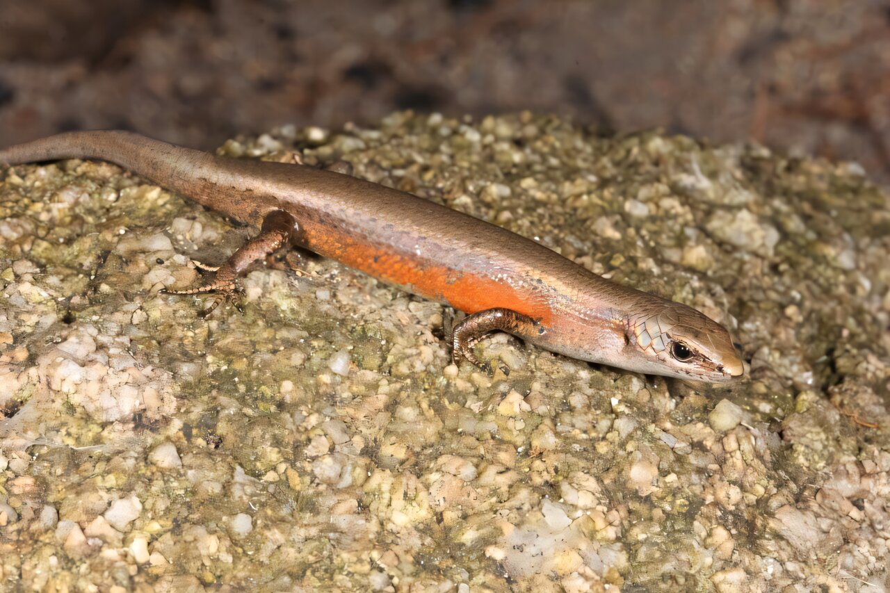 Newly discovered skink is a second unique species for Australia's ...