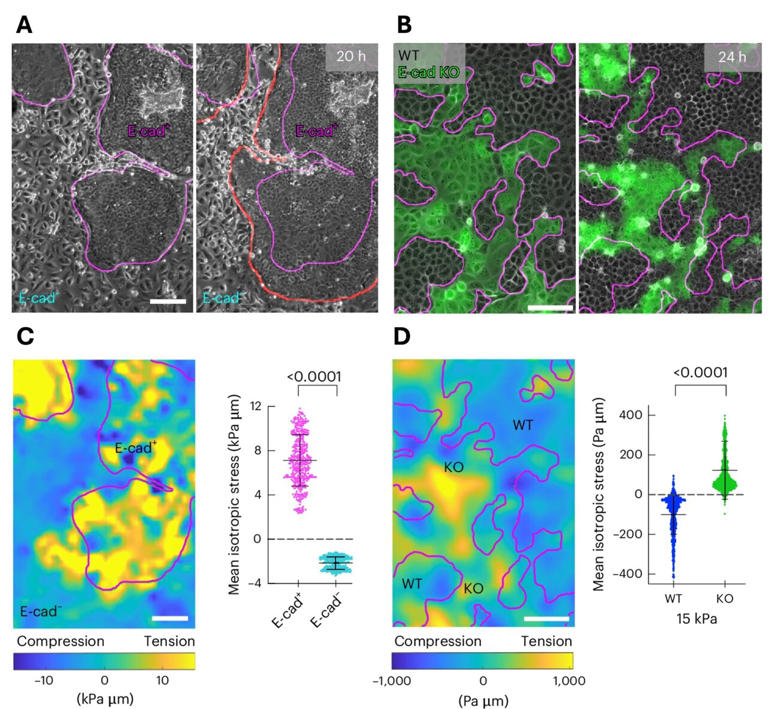 Cells' mechanical force key to survival in cellular competition, study ...