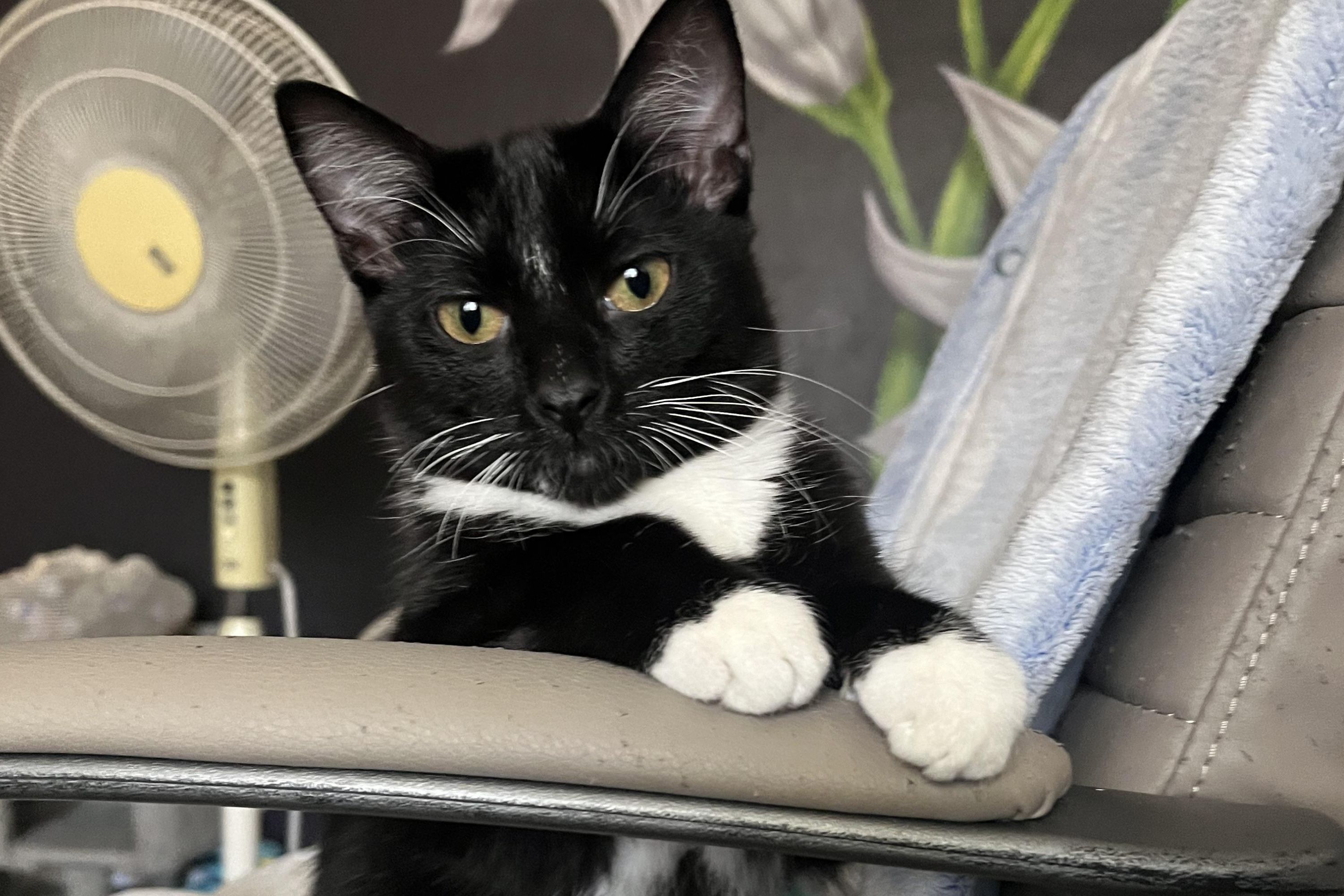 People Are Sharing Their Cats' Toxic Traits—And They Don't Disappoint