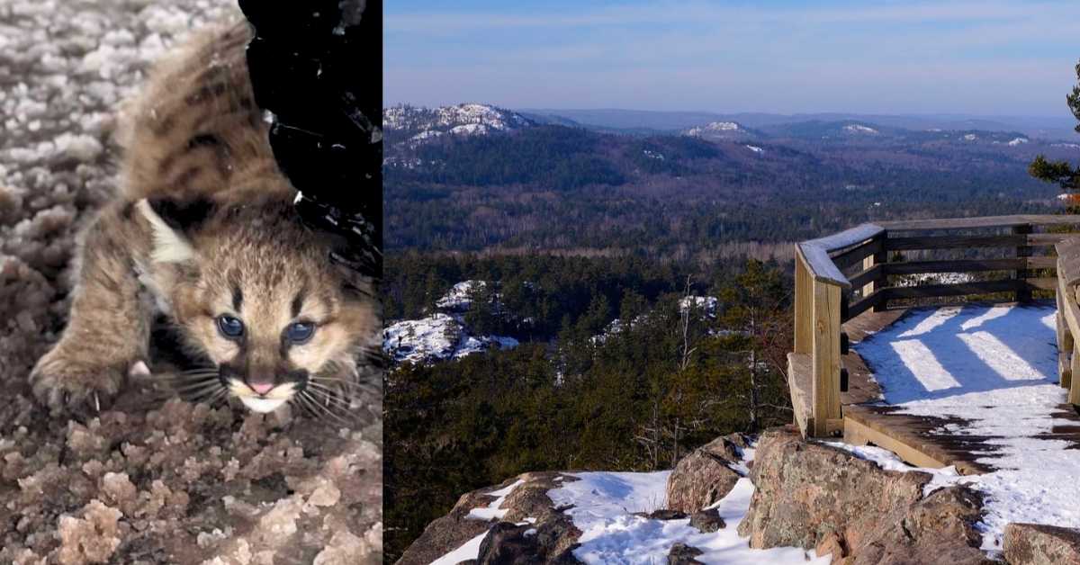Cougar cubs appear in once-in-a-century sighting, provide hope for ...
