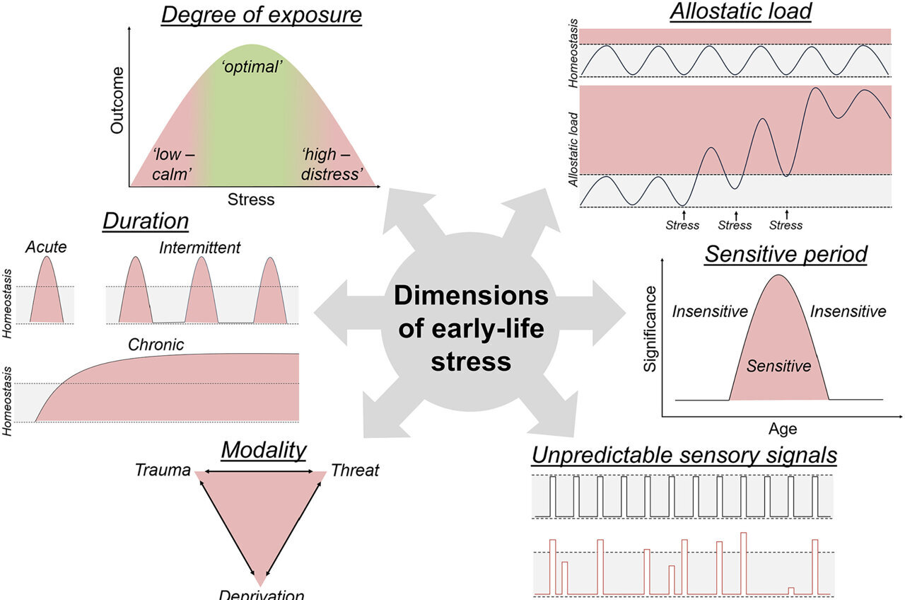 Research reveals how childhood adversity shapes the brain and behavior