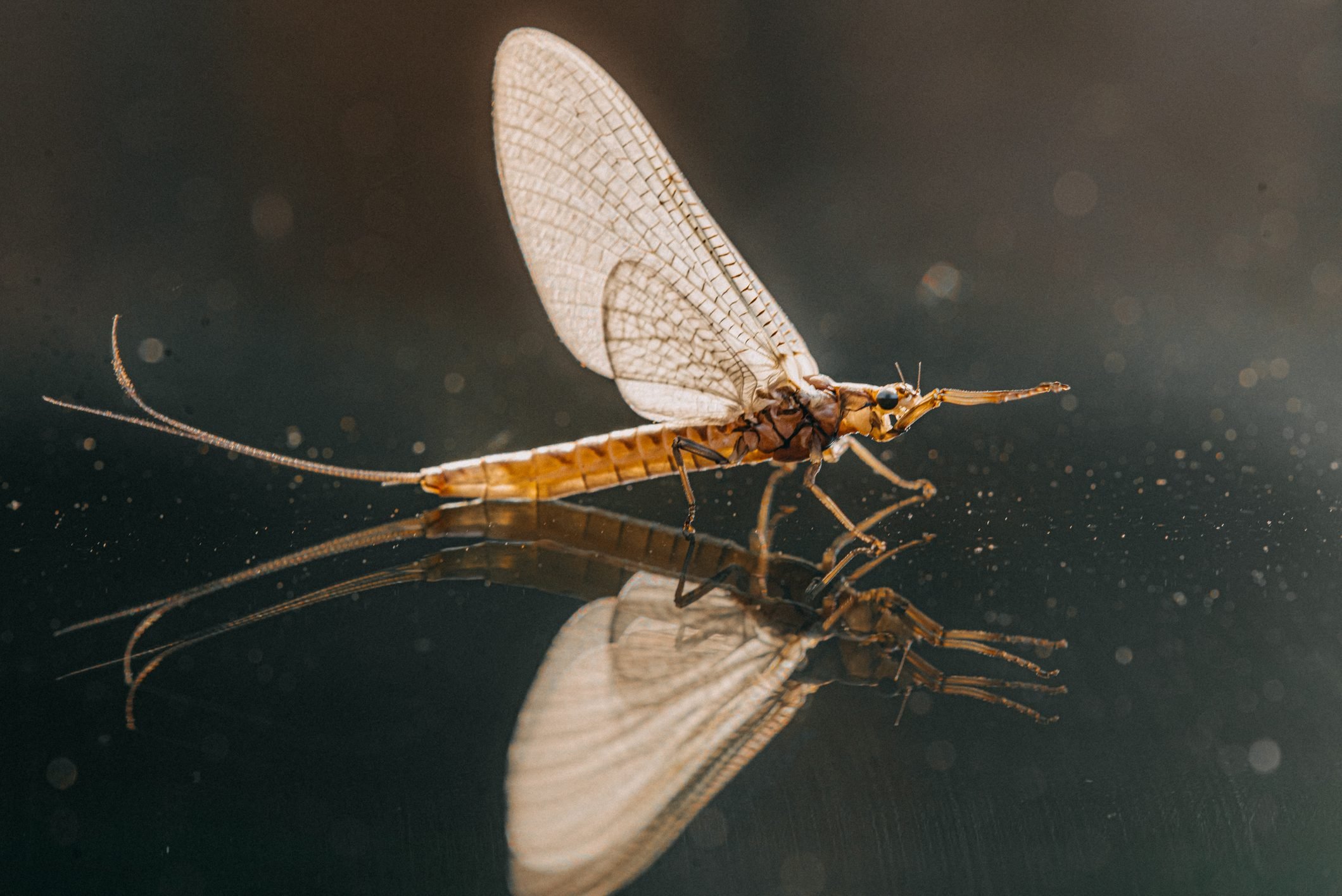 All About the Mayfly Insect: Larvae, Lifespan and More