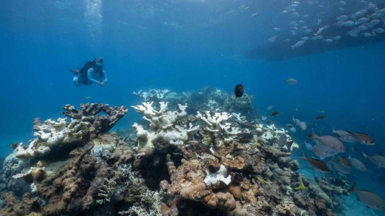 Trump despidió a los científicos que monitorean el océano en el peor ...