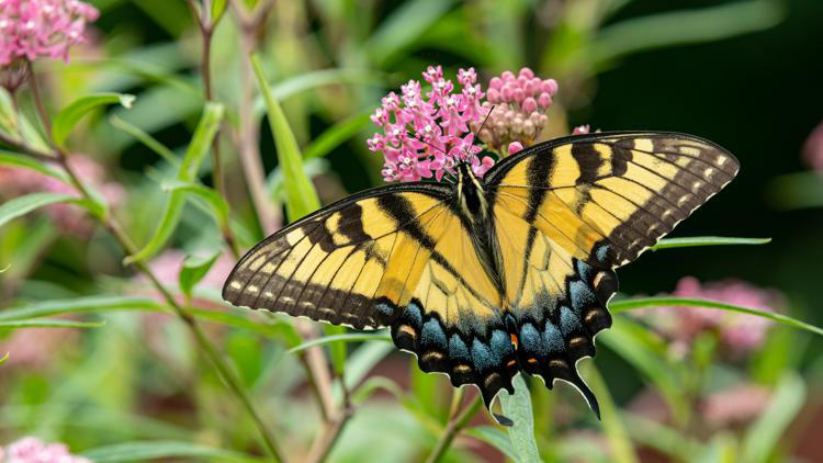 Butterfly population in South Texas faces dramatic decline