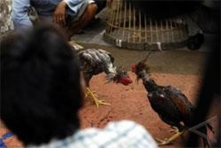 TNI Diduga Terlibat di Kasus Tiga Polisi Tewas Saat Gerebek Sabung Ayam, Ini Kata Kapendam