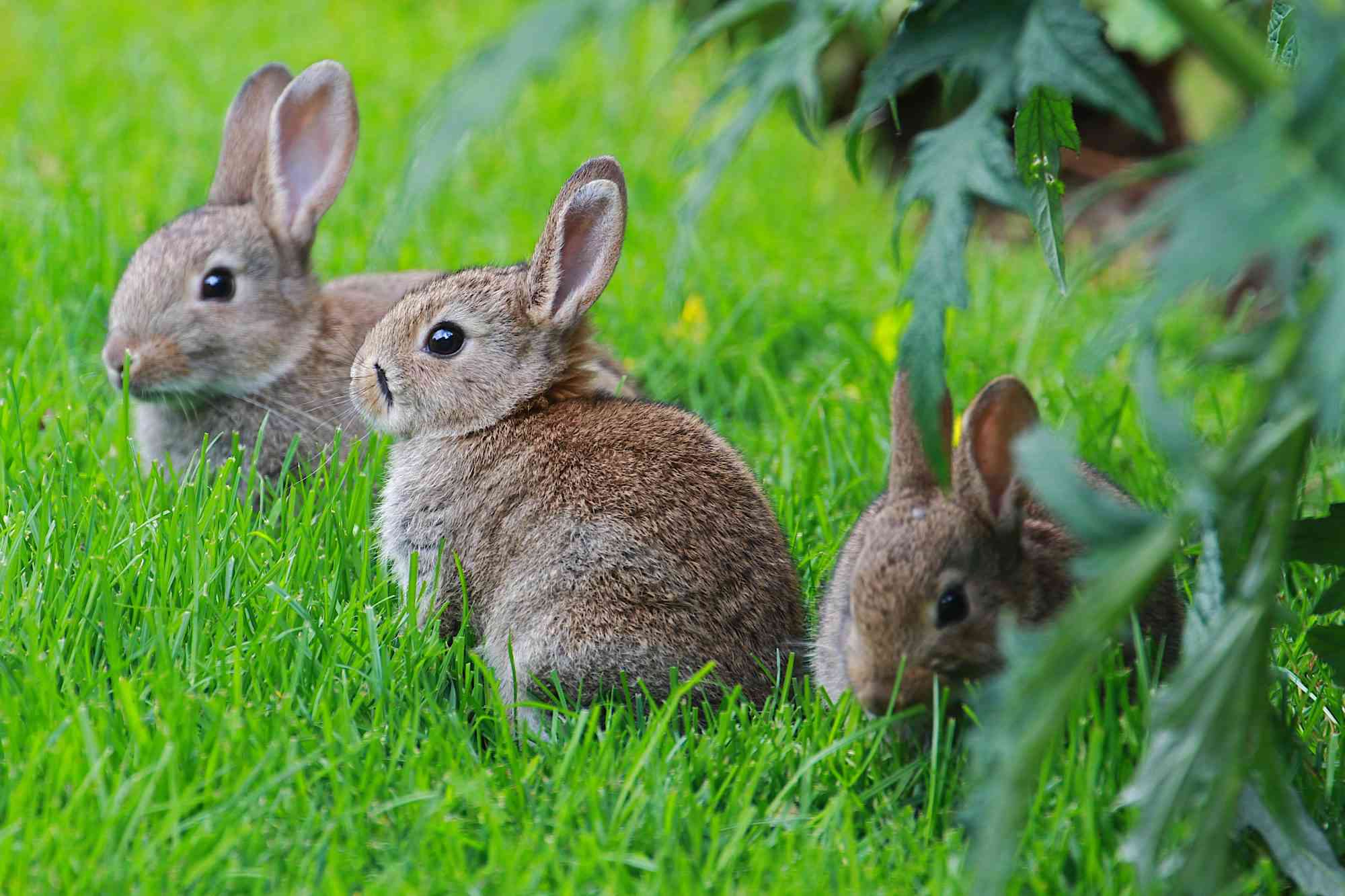 Bunny-Proof Garden Tips And Plants To Outsmart Pesky Rabbits