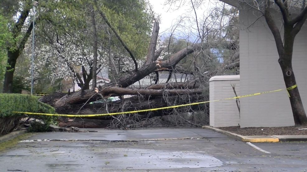 High winds topple tree, block church parking lot in Redding