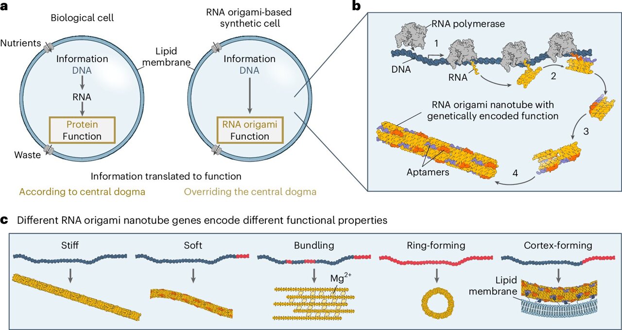RNA origami technique folds nanotubes to create artificial ...