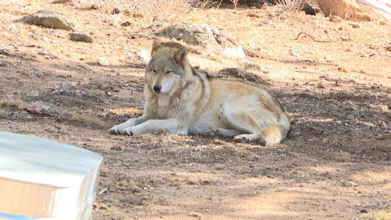 Captive-born wolf dogs, including one from ‘Tiger King’s’ zoo, rescued