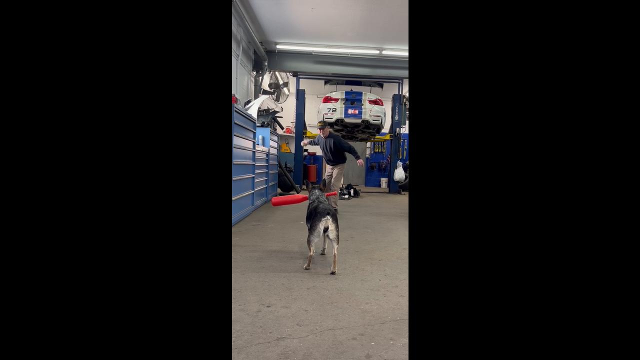 Trick Pitch Home Run For Canine Batter