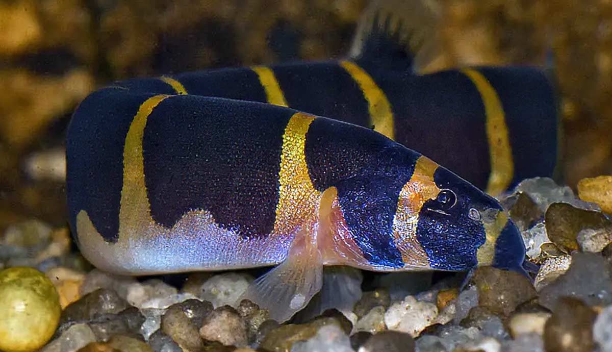 4 Care Tips for Black Kuhli Loaches