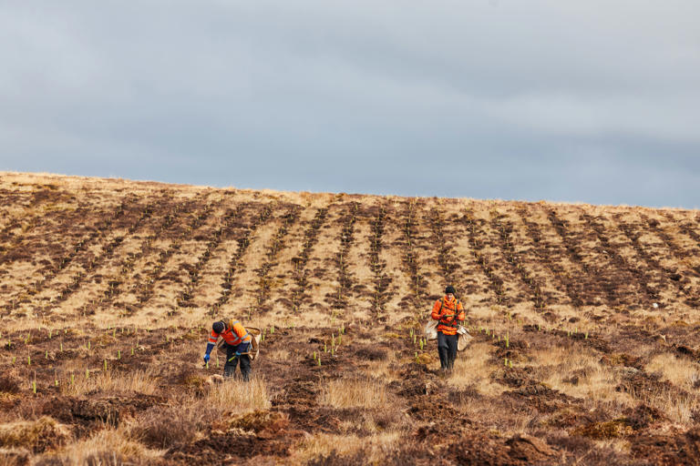 Extensive planting underway for half a million trees on Scottish ...