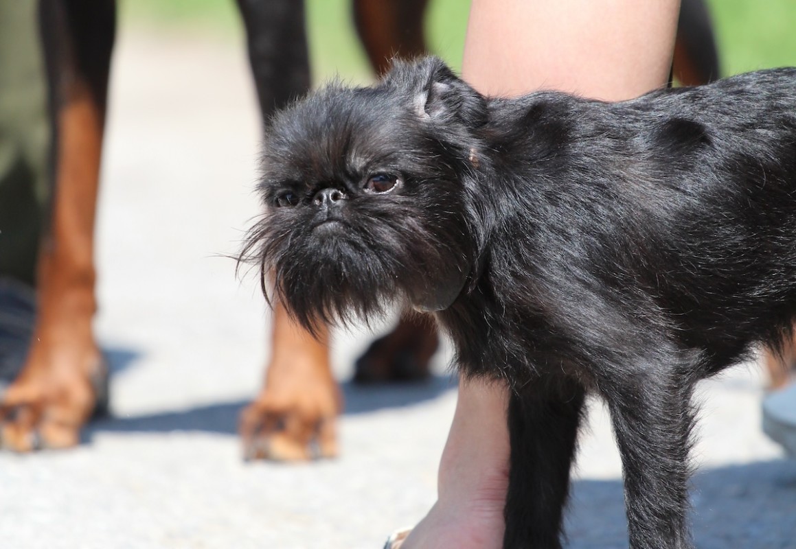 Brussels Griffon Mix Puppy with 'Permanent RBF' Is So Cute People Can't ...