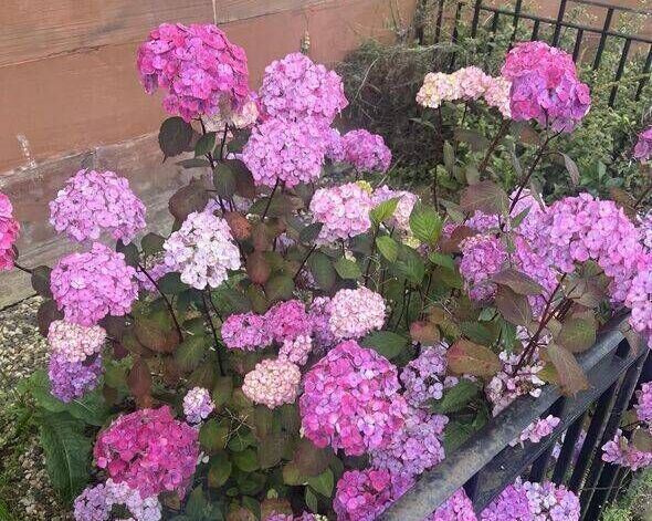 'My hydrangeas grow bigger and better flowers every year thanks to one ...