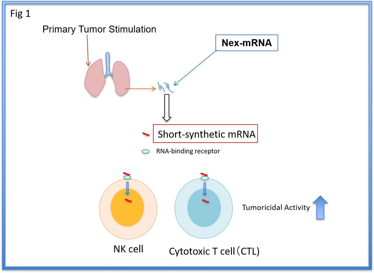 Synthetic mRNA therapy: Study introduces weapon against metastatic ...