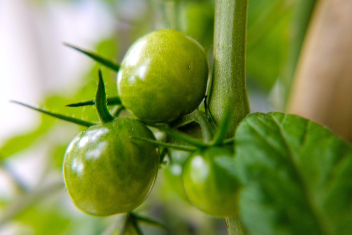 Best Companion Plants for Tomatoes