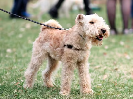 12 Rare Hypoallergenic Crossbreeds. No More Sneezing or Itchy Eyes ...
