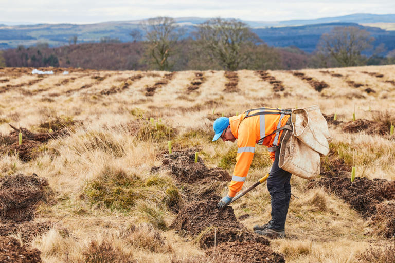 Extensive planting underway for half a million trees on Scottish ...