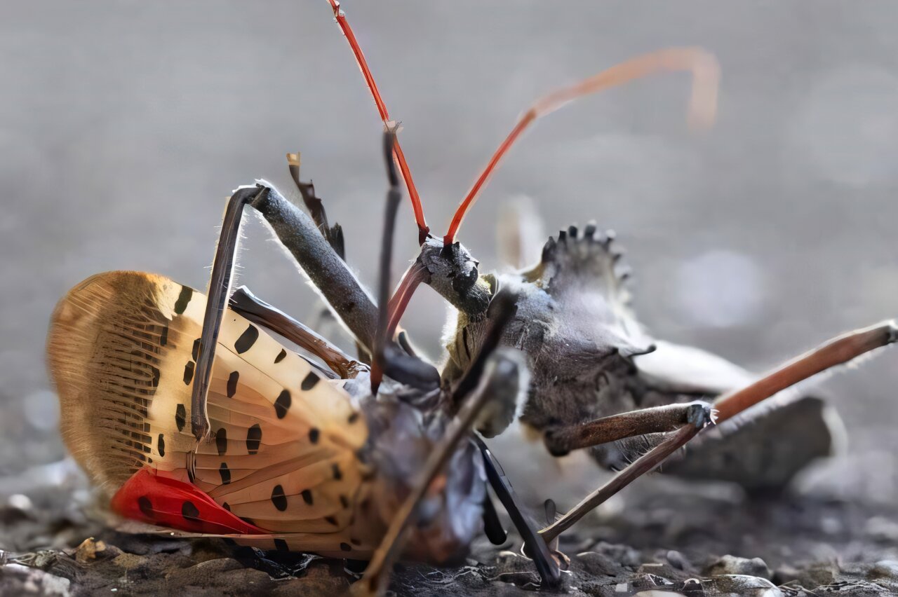 Natural insect predators may serve as allies in spotted lanternfly battle