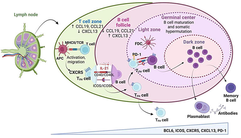 New thesis investigates the role of memory T cells in viral infections ...