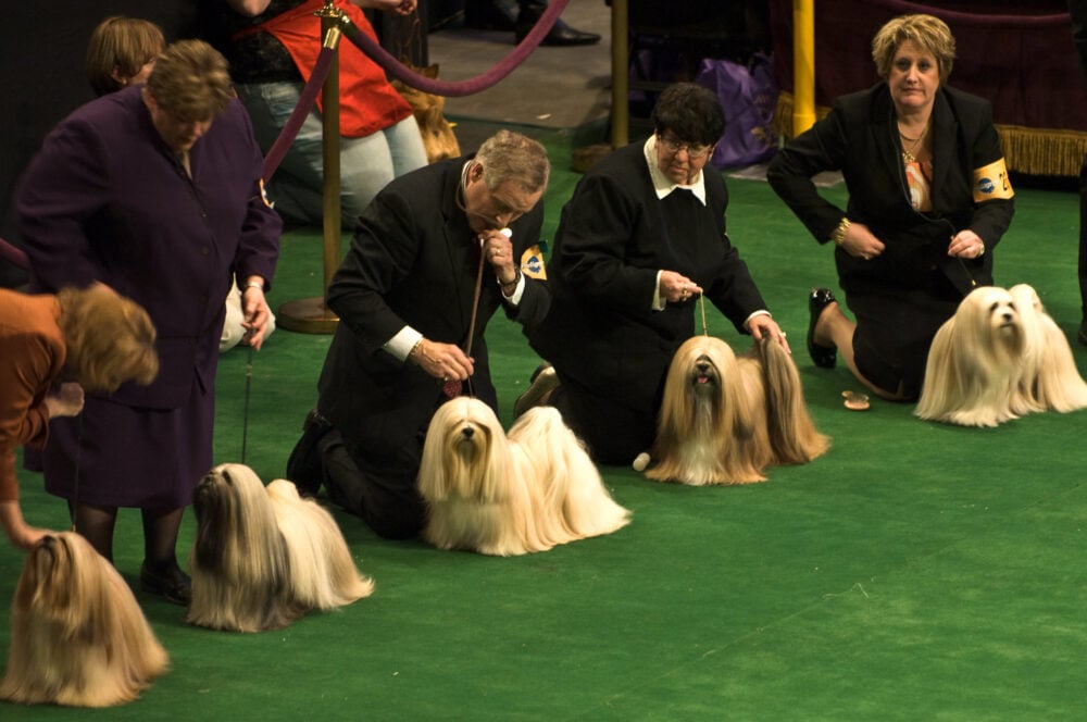 Forget Concerts—13 Reasons the Westminster Dog Show is the Ultimate ...