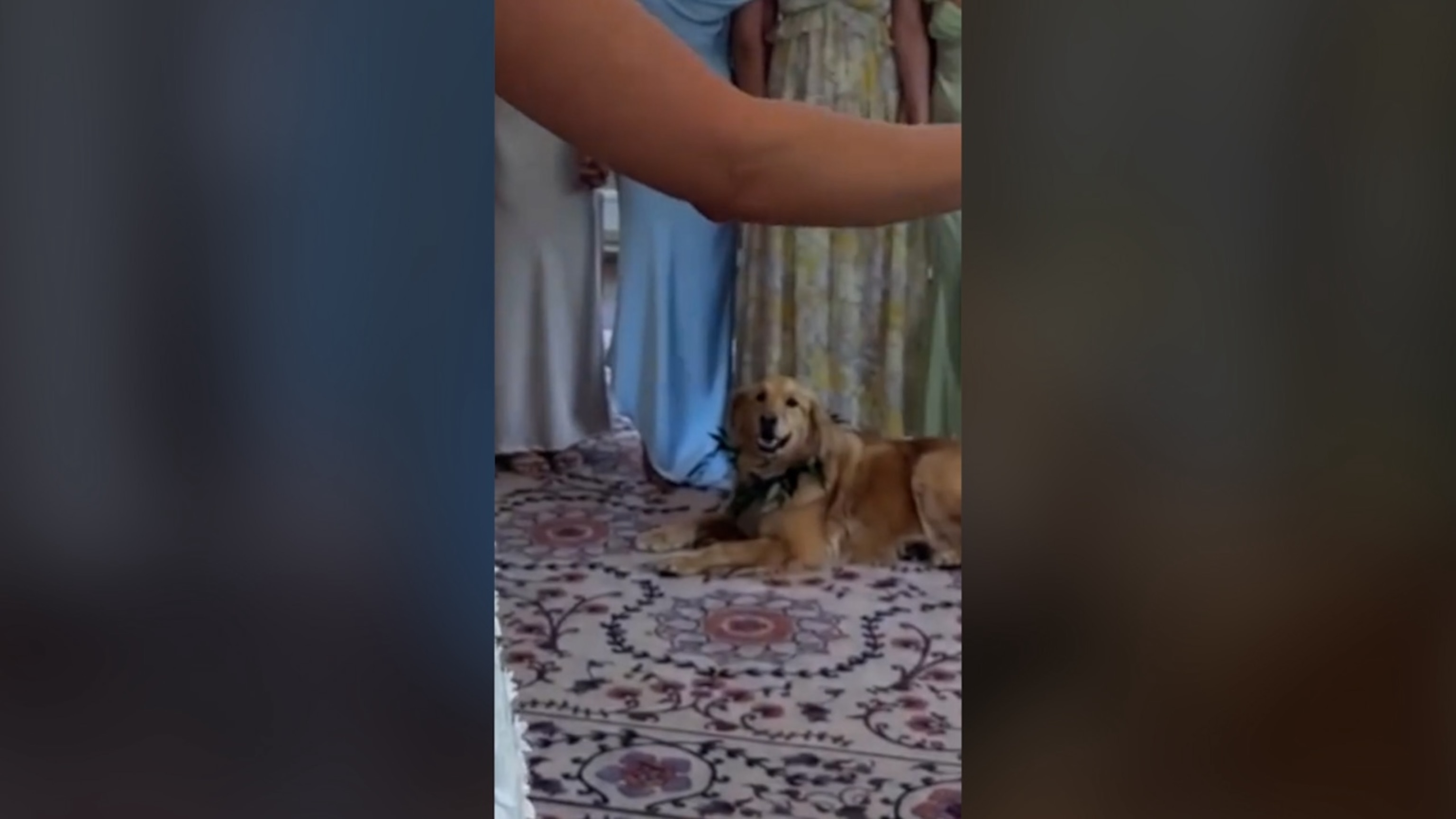 Golden retriever joins bridesmaids for 1st look