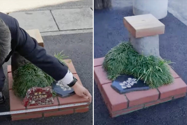 Portland’s one-tree park loses its title as ‘world’s smallest’ – here ...