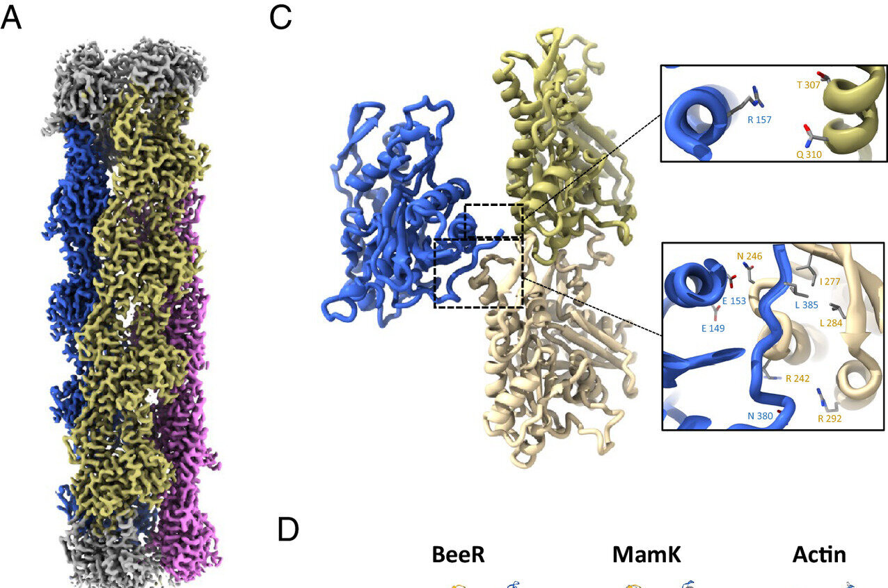 Newly identified bacterial protein helps design cancer drug delivery system