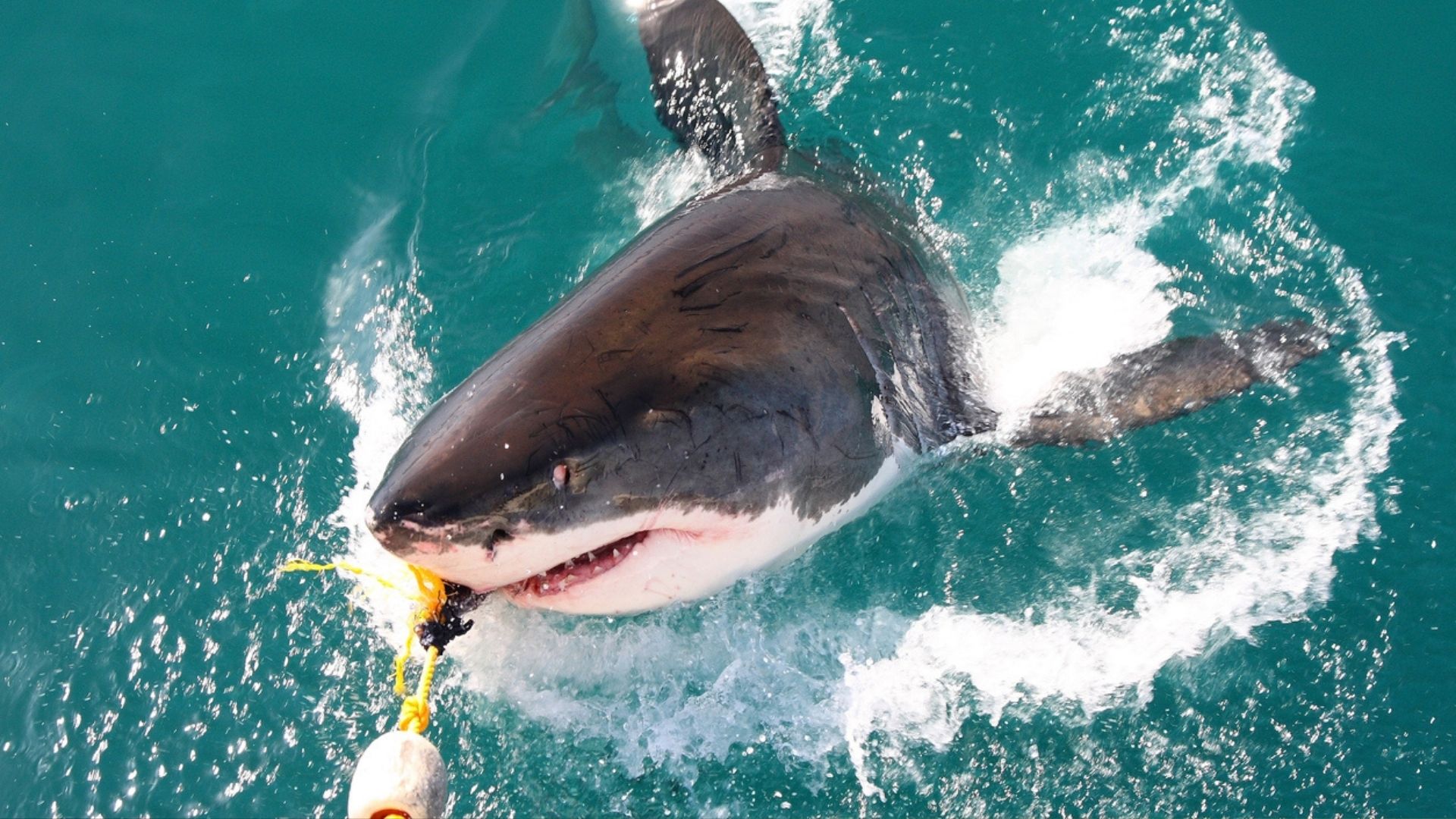Sharks in peril: Industrial fishing pushes one-third of species toward ...
