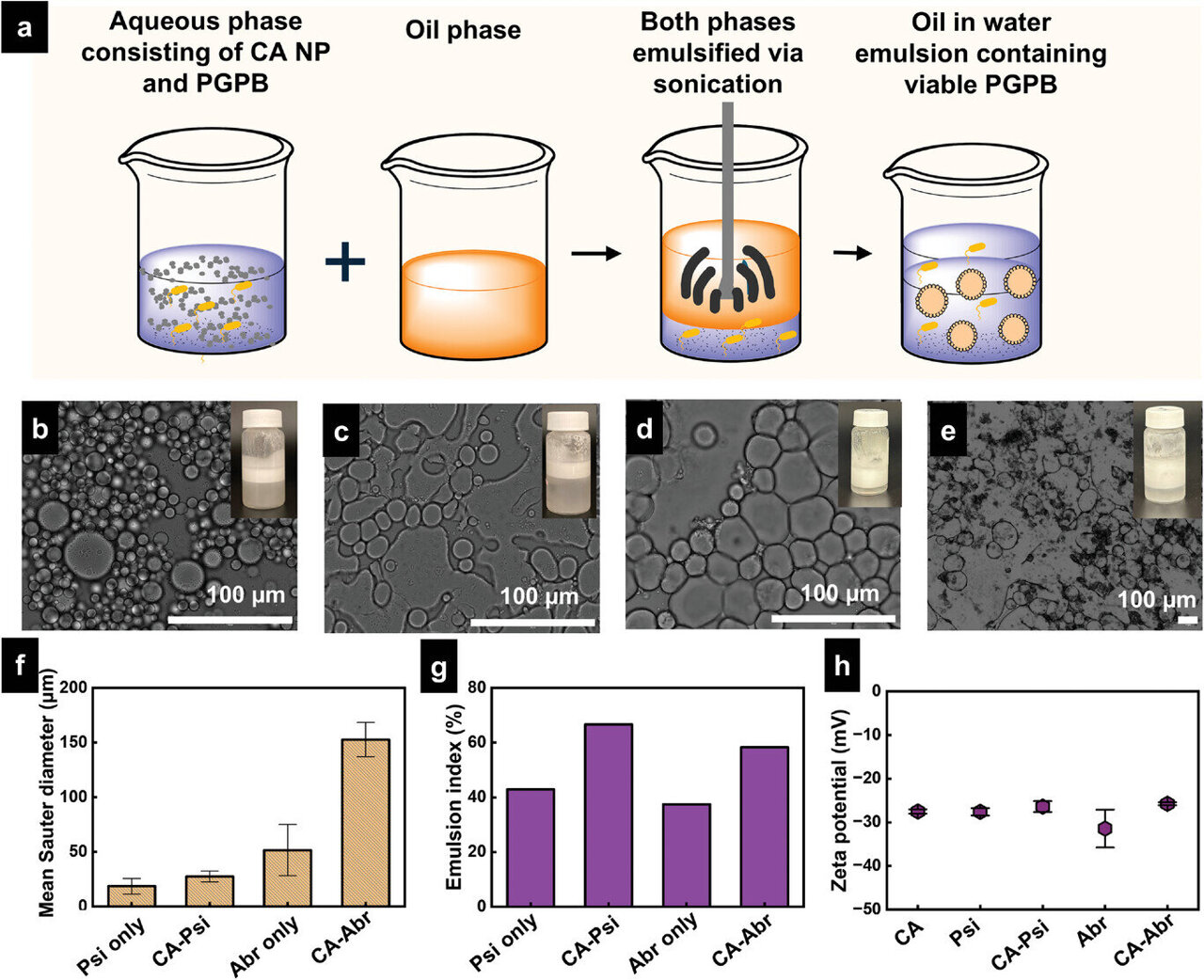 Emulsion technique boosts plant growth with bacteria