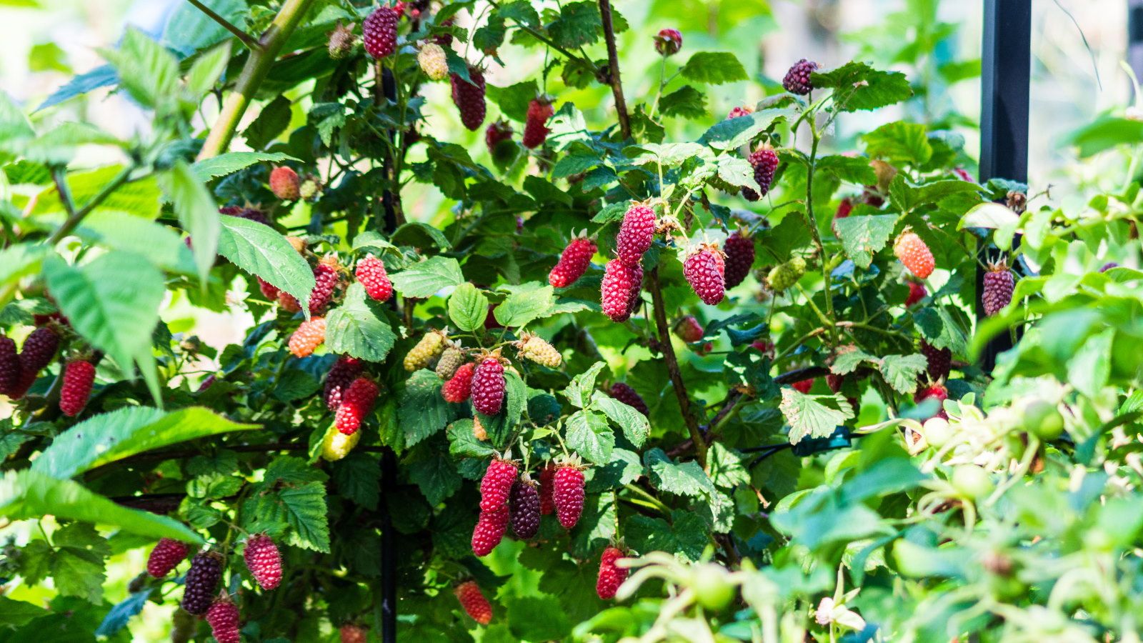 How to grow loganberries – for heavy and reliable crops of large, juicy ...