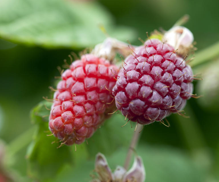 How to grow loganberries – for heavy and reliable crops of large, juicy raspberry-like fruits