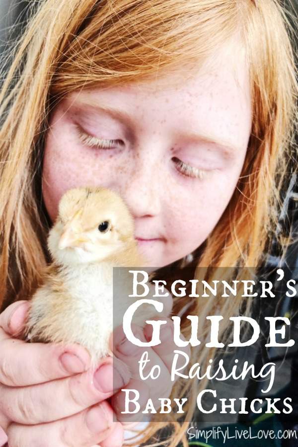 Complete Guide to Raising Baby Chicks: Essential Supplies, Care Tips ...