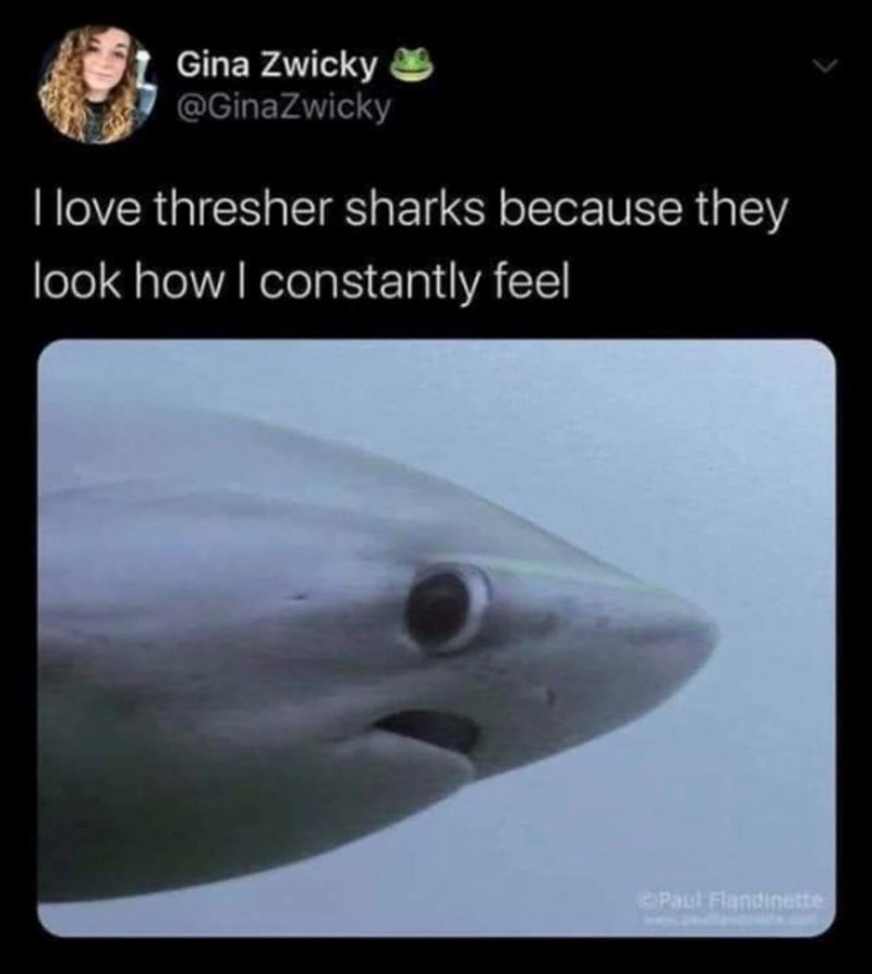 26 Shark Memes to Share With Your Fintastic Friends You'd Go Under the ...