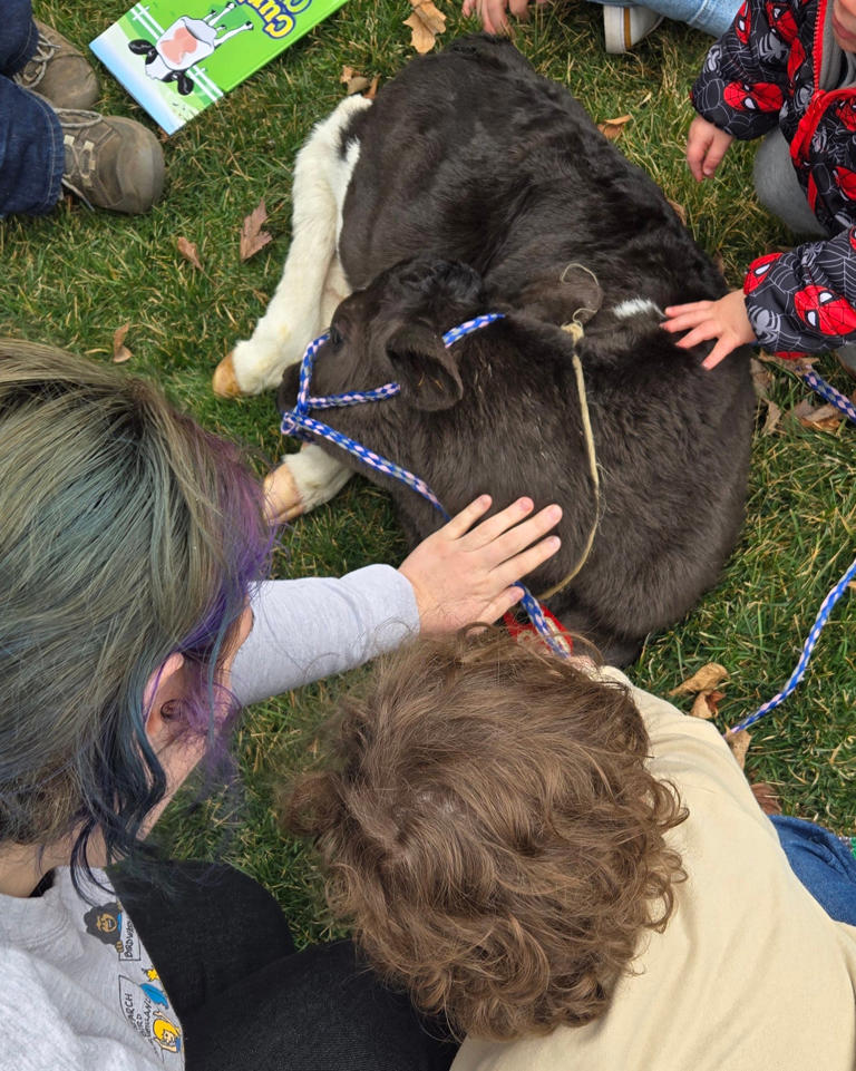 New Ox? More like 'new cow': day-old calf visits New Oxford library for ...