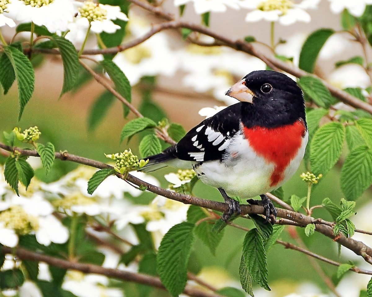 The 51 Best Spring Bird Pictures Ever