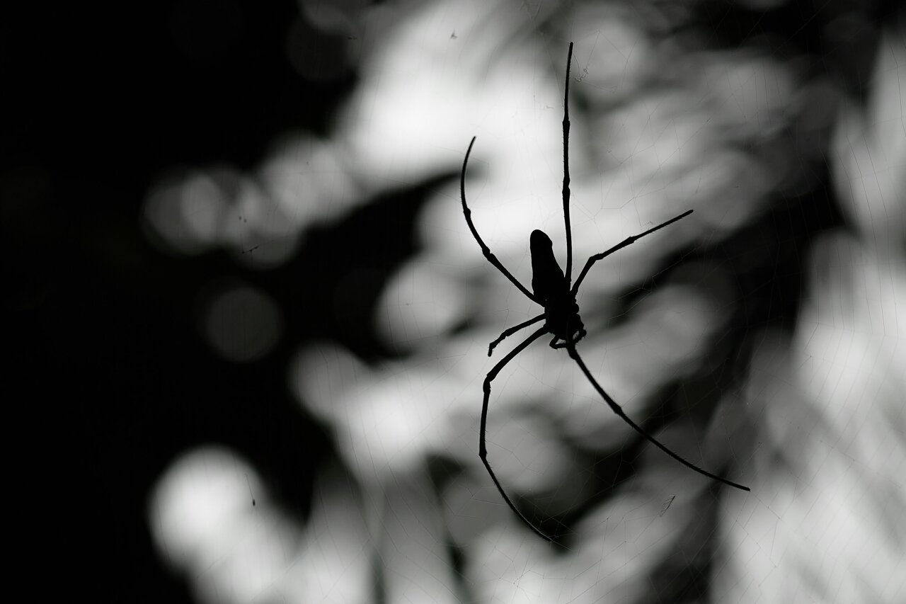 Spelunking for spiders in Nullarbor's hidden caves