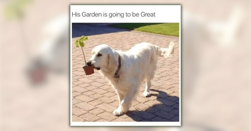 22 Dog Memes Digging in the Backyard to Find You Hooman Humor