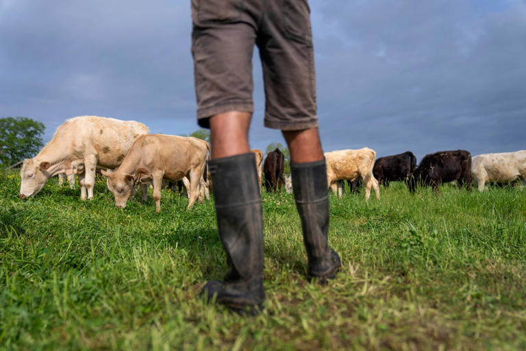 Eat grass-fed beef, help the planet? Research says not so simple