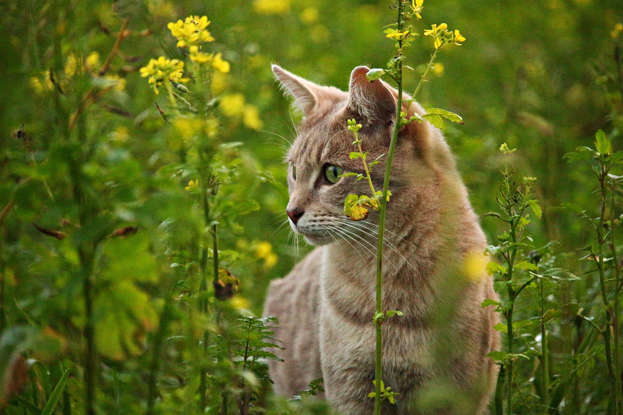 How to Choose the Right Cat Subscription Box How to Choose the Right Cat Subscription Box