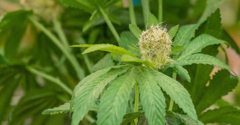 Injectable Cannabis: Is the World's First Injectable CBD Product Safe?