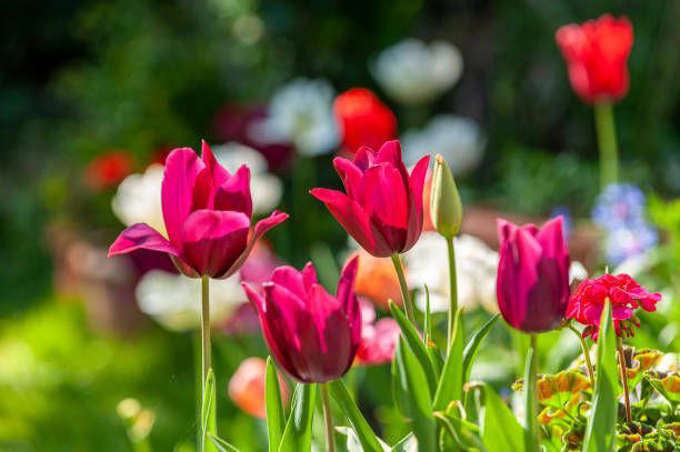 Are Tulips Perennials—or One and Done? We Asked the Experts