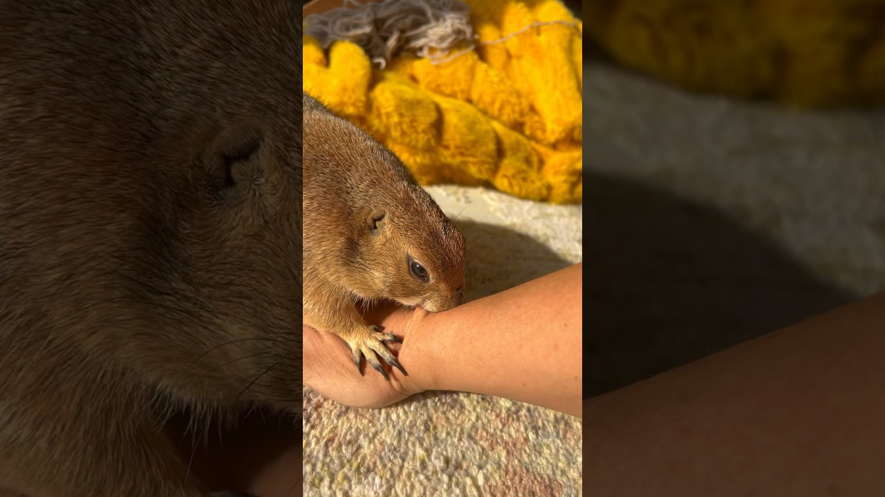 Prairie dog plays aggressively, preens, and stretches cutely