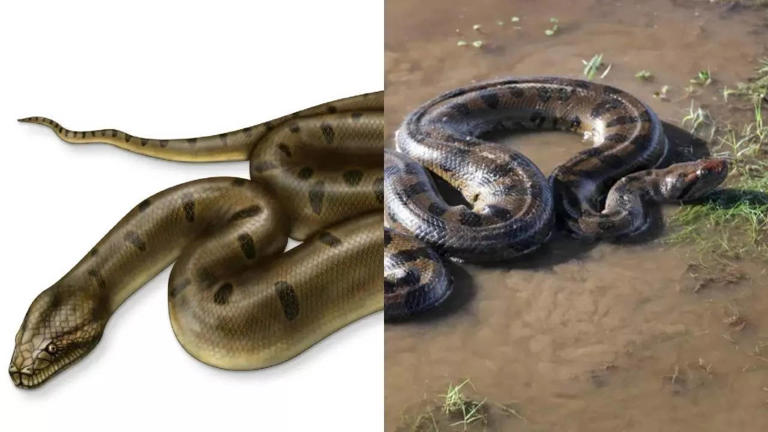 Anaconda vs Titanoboa: Key differences on the basis of their size, diet ...