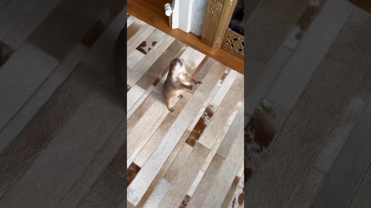 Poppy the Prairie Dog’s Exciting Wahoo Moment