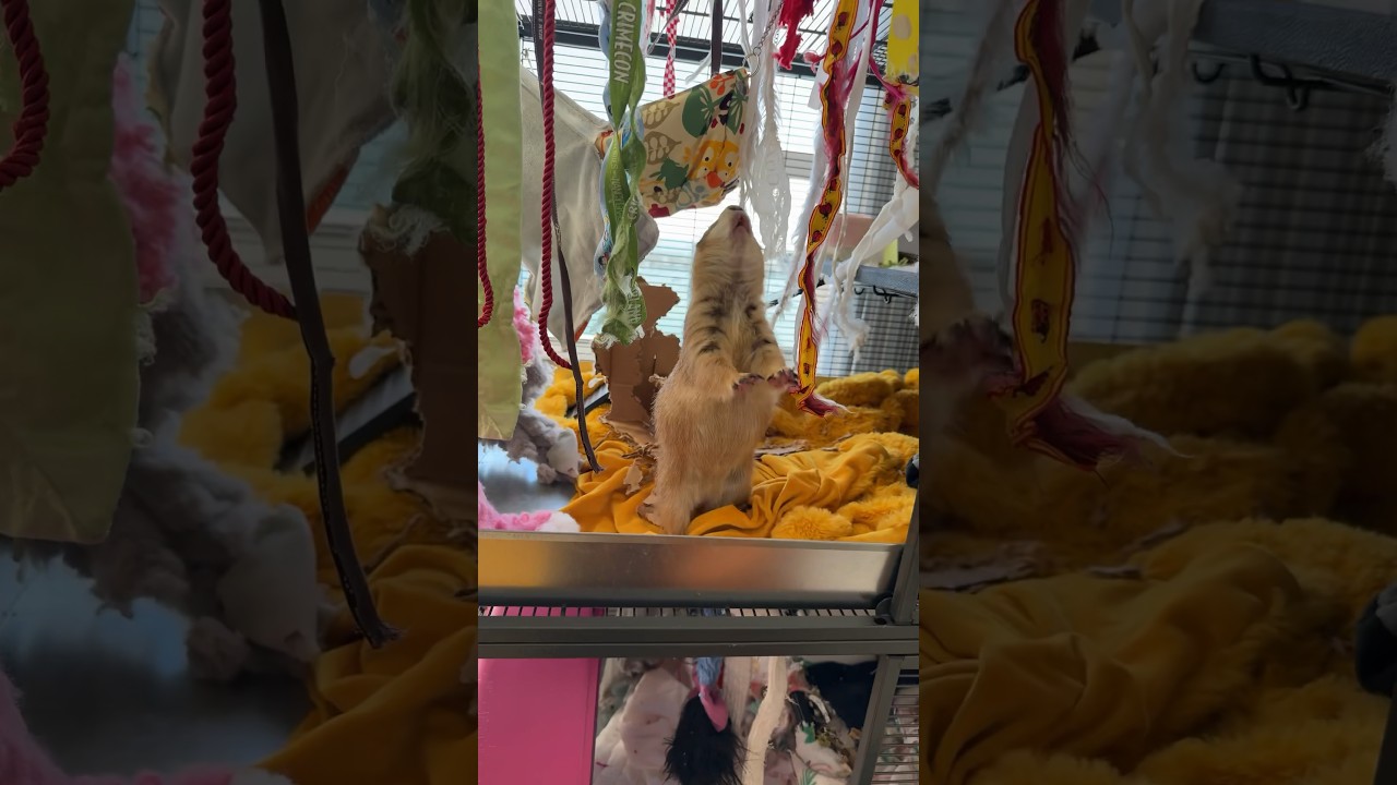 Prairie dog Poppy starts the morning with wahoo bursts