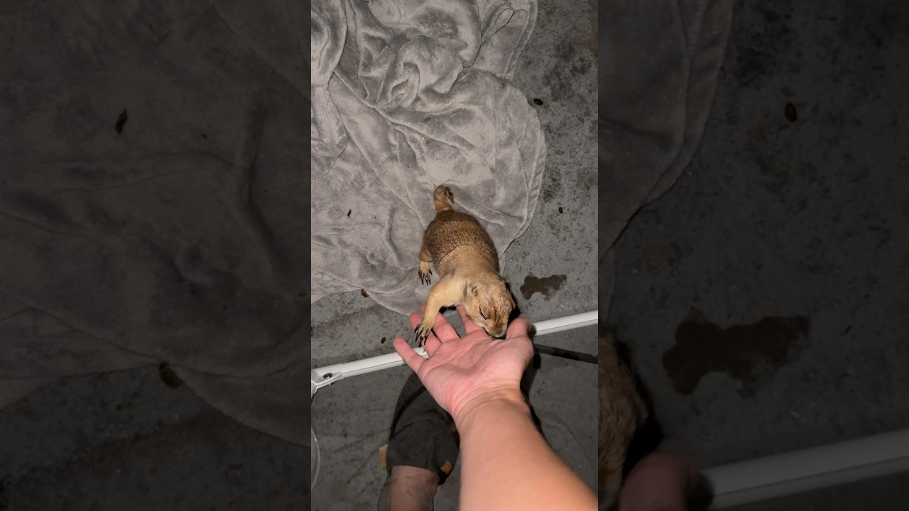 Big Prairie Dog Wahoo Under Poppy’s Blanket: Paxton Struggles