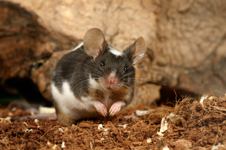 Mice Do First Aid On Their Unconscious Friends