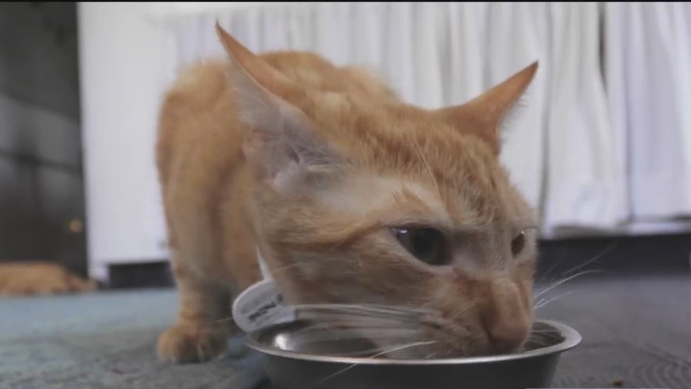 Fatal bird flu cases linked to contaminated raw cat food